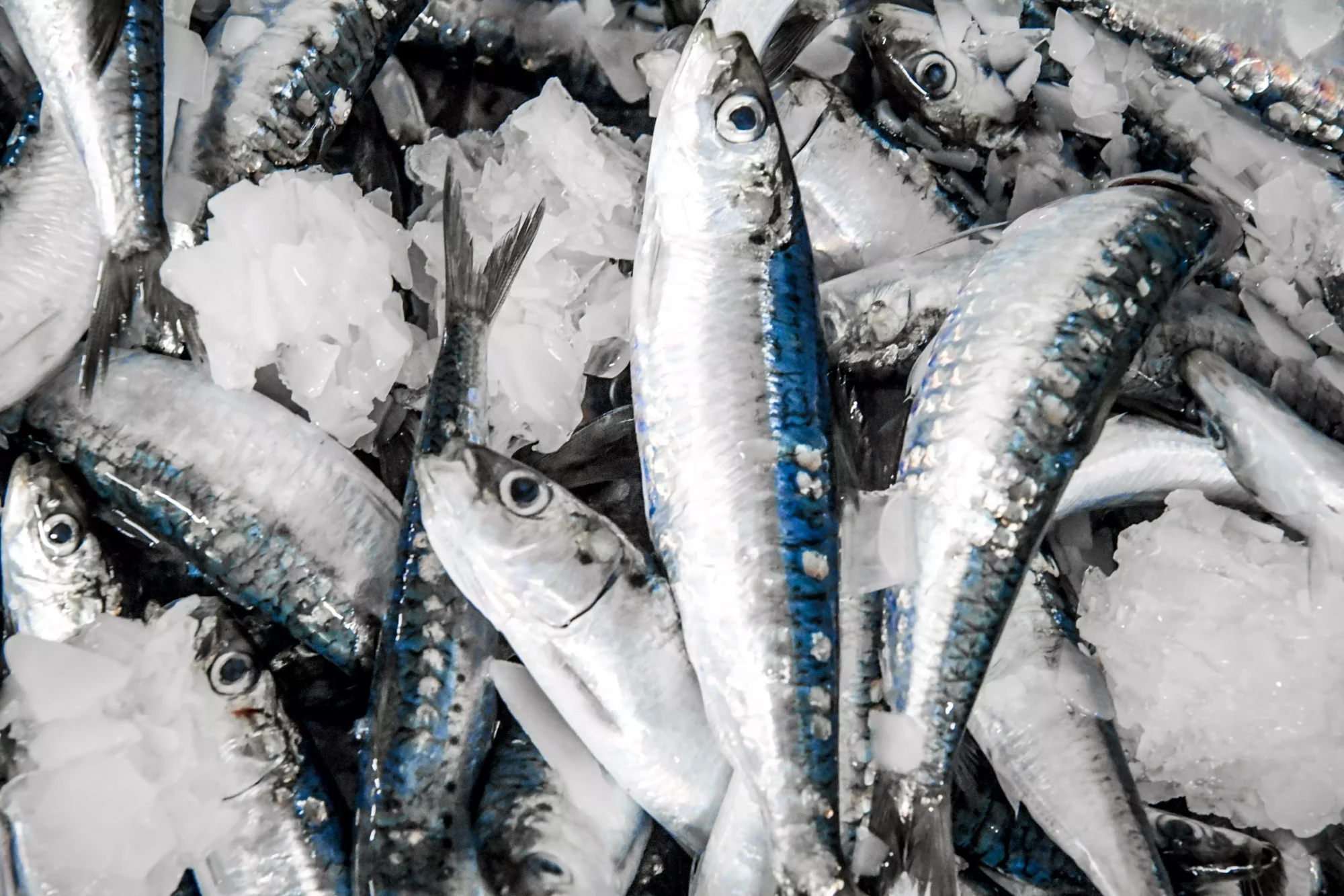 Pôle Marée - Mareyeurs en Bretagne - Groupe Le Graët